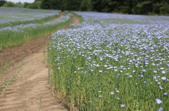 Flachsanbau – Tessanda Handweberei